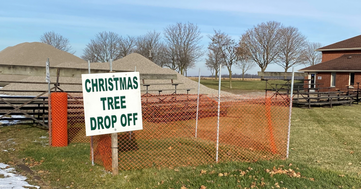 Christmas Tree Chipping | Adelaide Metcalfe
